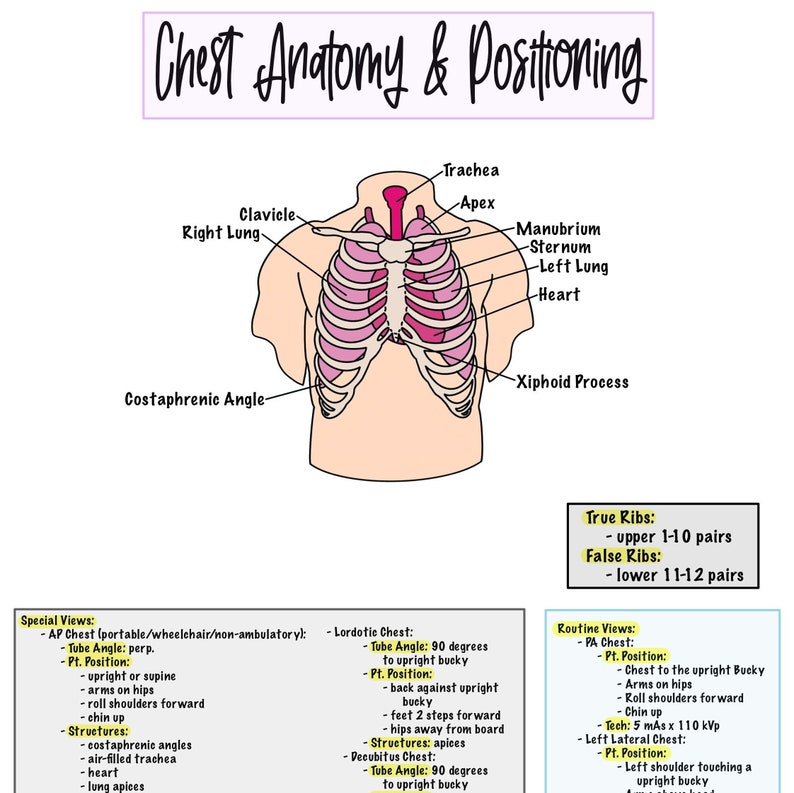 Chest Cheat Sheet - Etsy