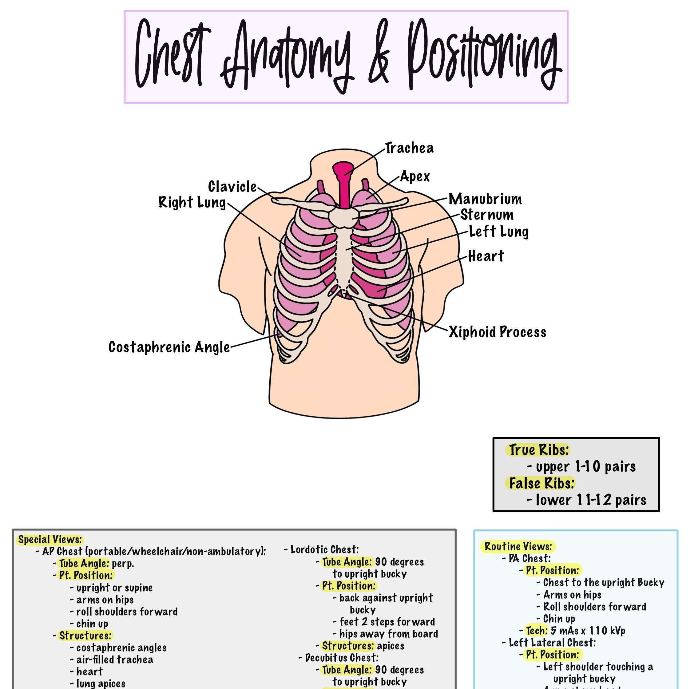 Chest Cheat Sheet - Etsy