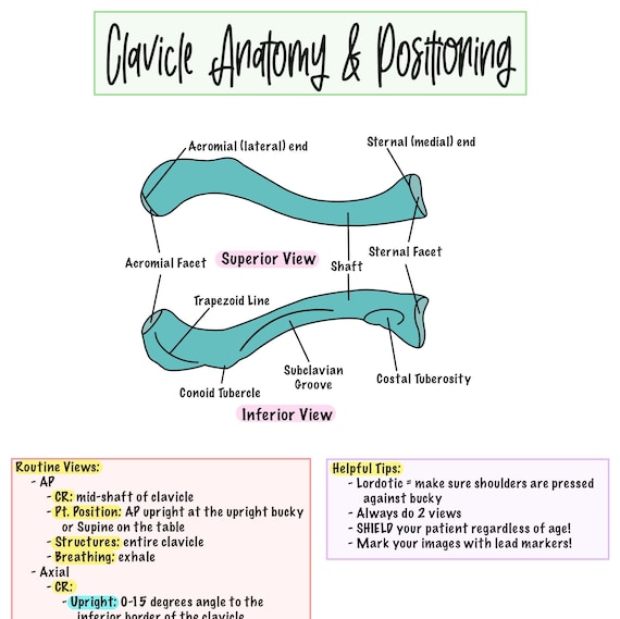 Clavicle Cheat Sheet - Etsy