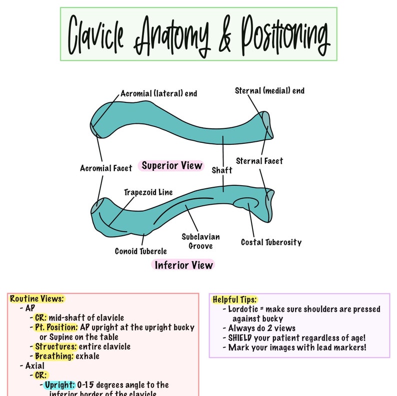 Clavicle Cheat Sheet - Etsy
