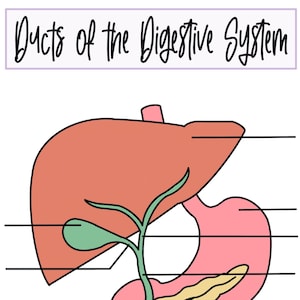 Dry Erase Ducts of the Digestive System - Etsy