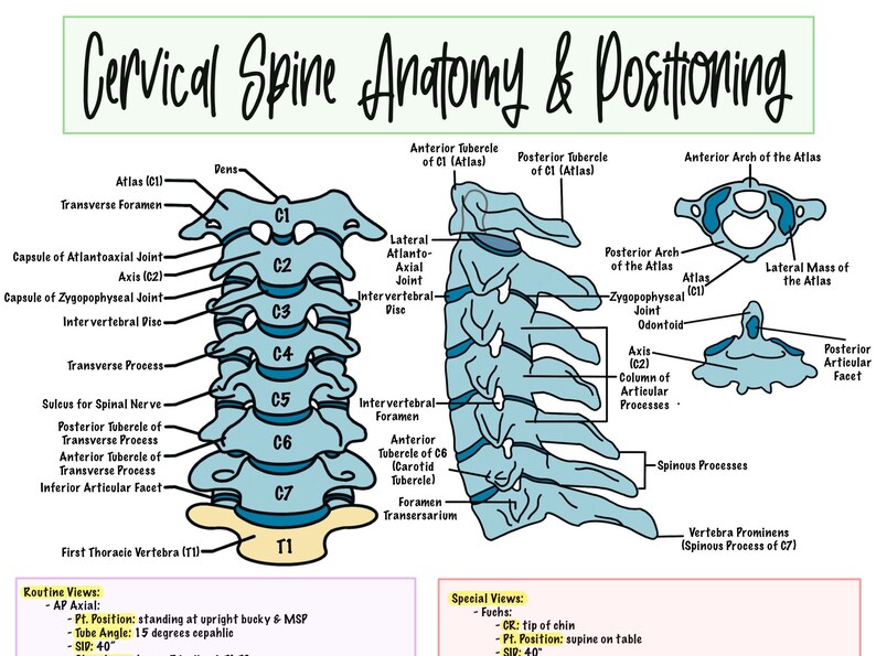 Cervical Spine Cheat Sheet - Etsy