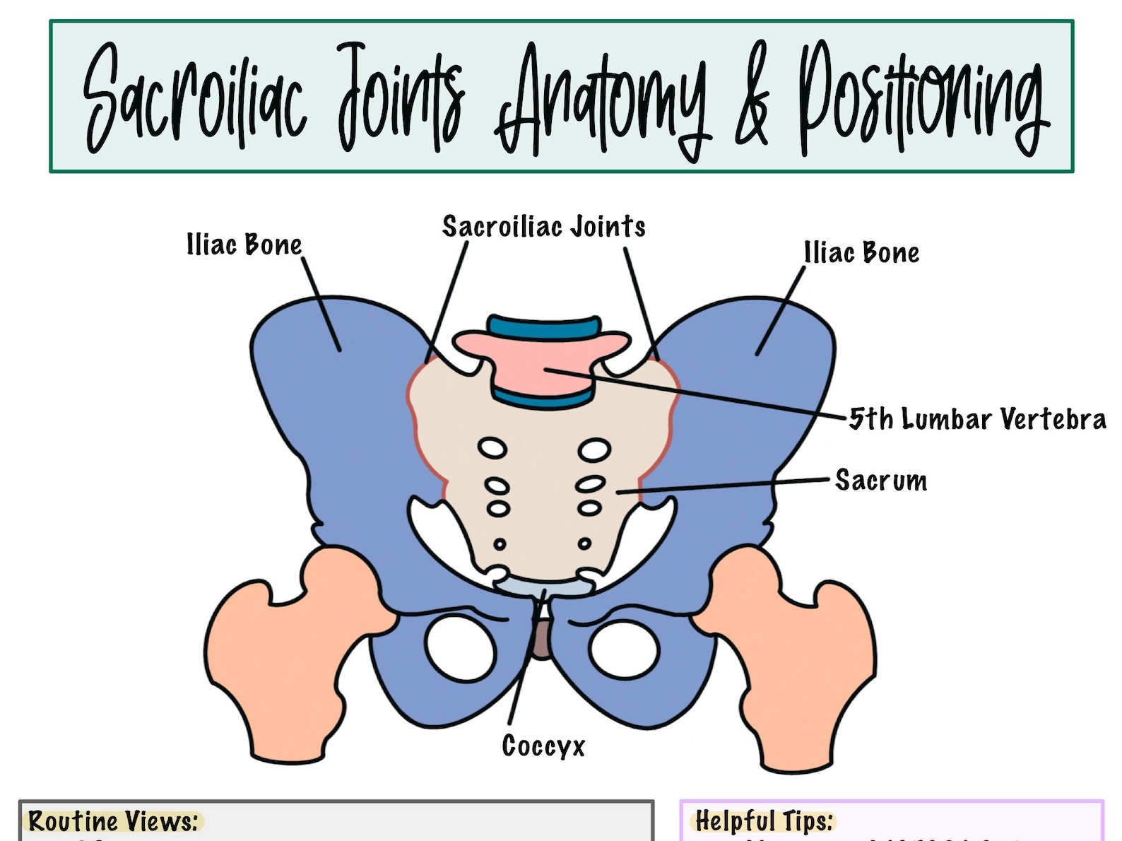 Sacroiliac Joints (SI Joints) Cheat Sheet - Etsy