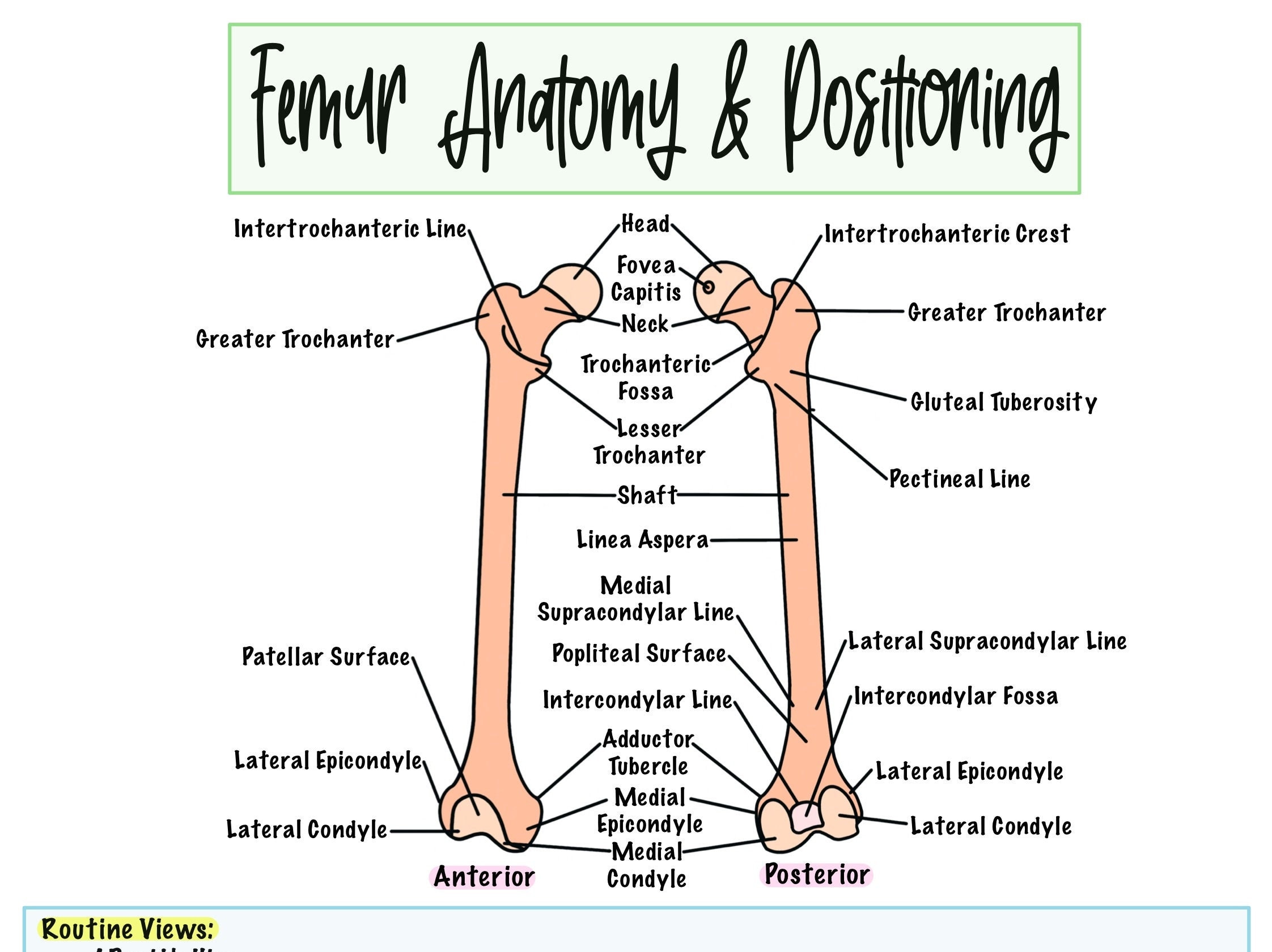Femur Cheat Sheet - Etsy