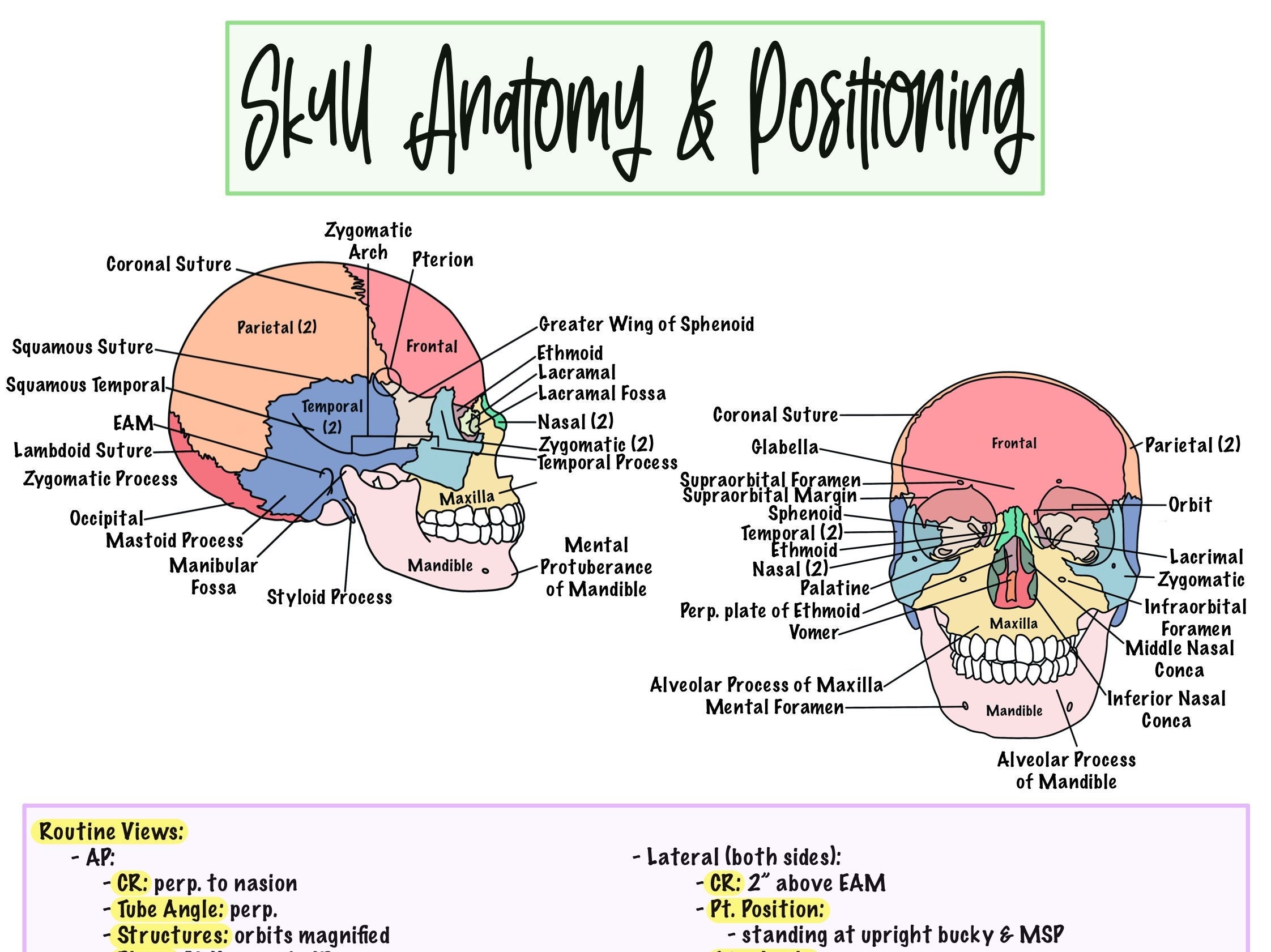 Skull Cheat Sheet - Etsy