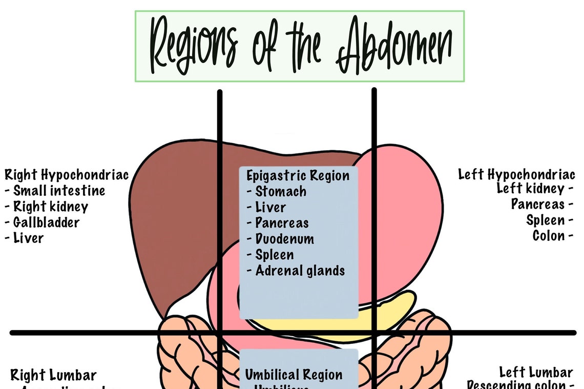 Regions of the Abdomen Cheat Sheet - Etsy