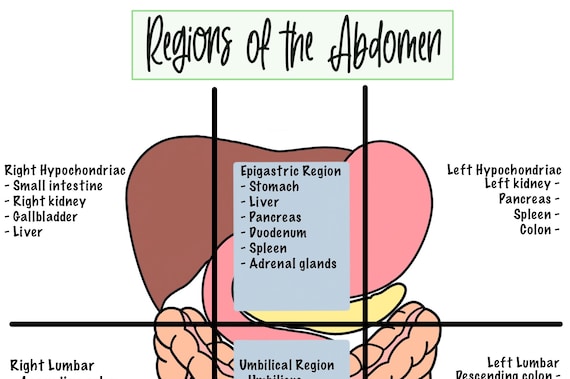 Regions of the Abdomen Cheat Sheet - Etsy