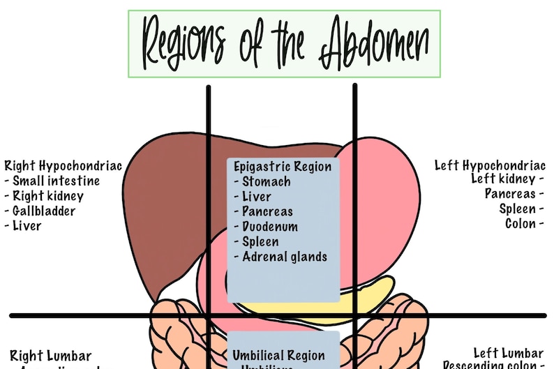 Regions of the Abdomen Cheat Sheet - Etsy