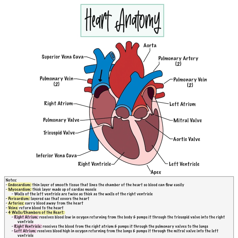 Heart Anatomy Cheat Sheet - Etsy