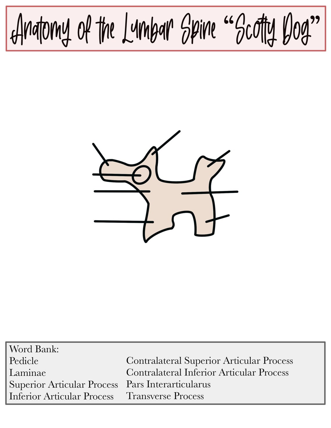 Anatomy of the Lumbar Spine "scotty Dog" - Etsy