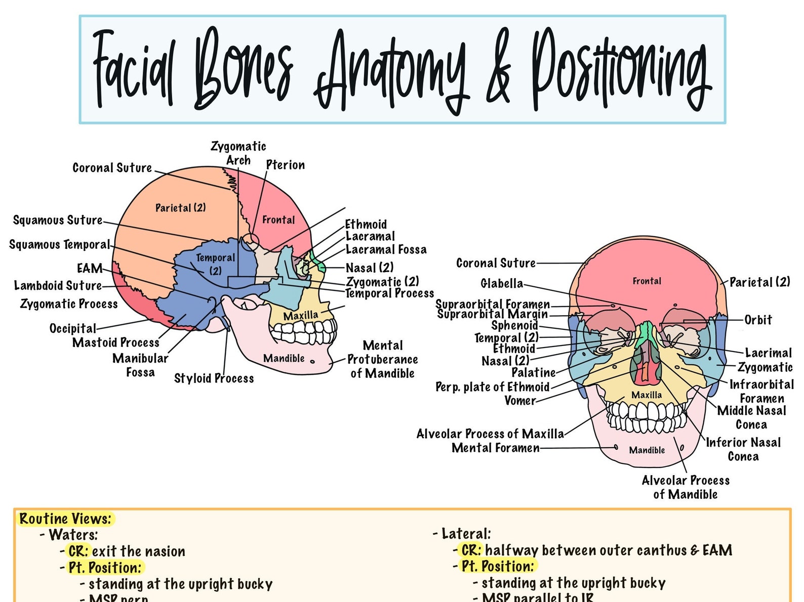 Facial Bones Cheat Sheet - Etsy