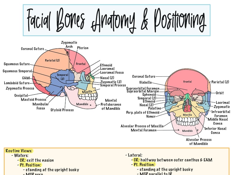 Facial Bones Cheat Sheet - Etsy