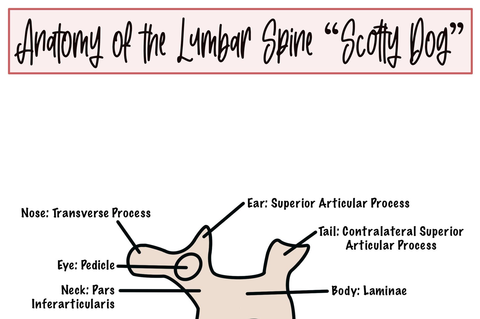 Anatomy of the Lumbar Spine "scotty Dog" - Etsy