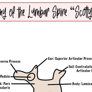 Anatomy of the Lumbar Spine "scotty Dog" - Etsy