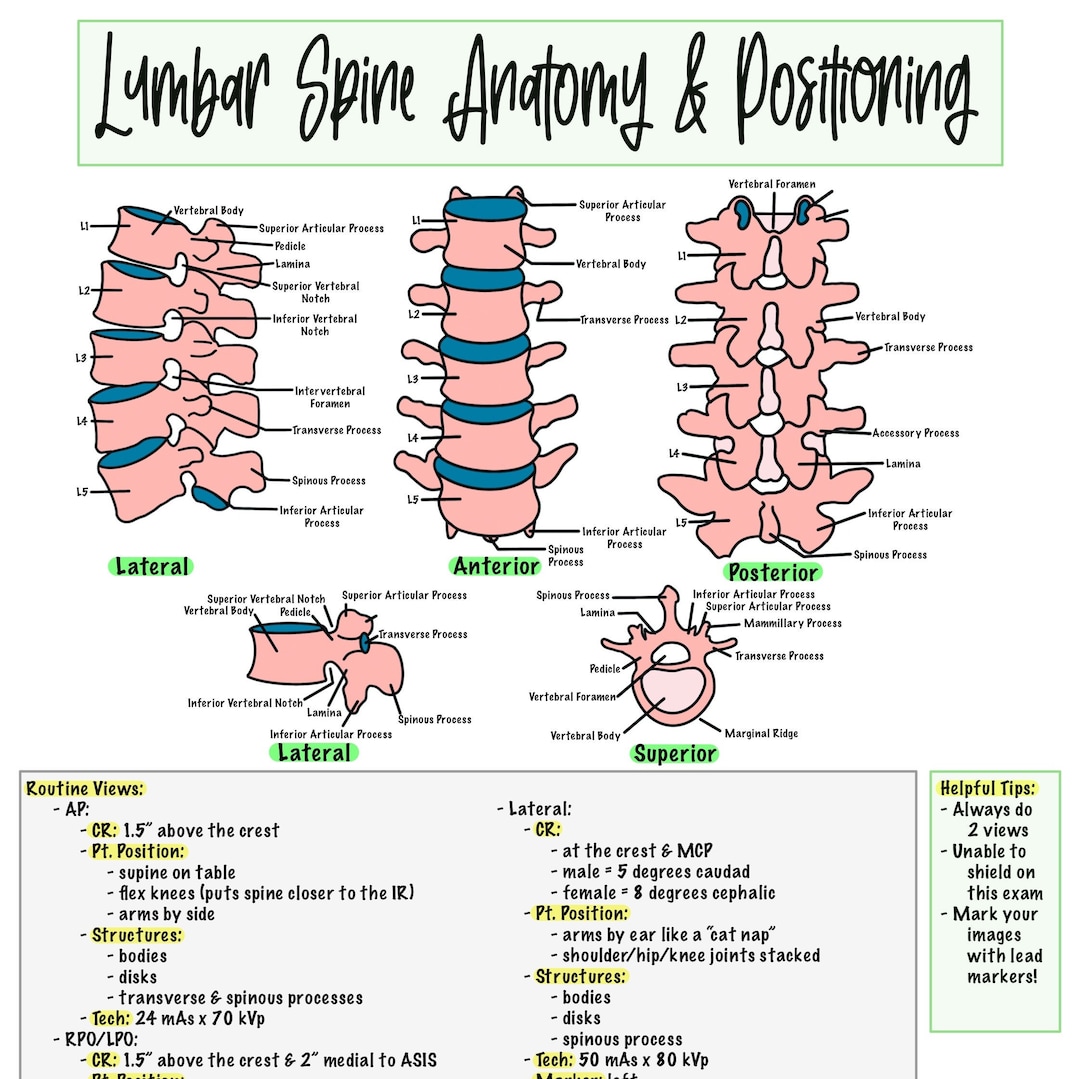 Lumbar Spine Cheat Sheet - Etsy