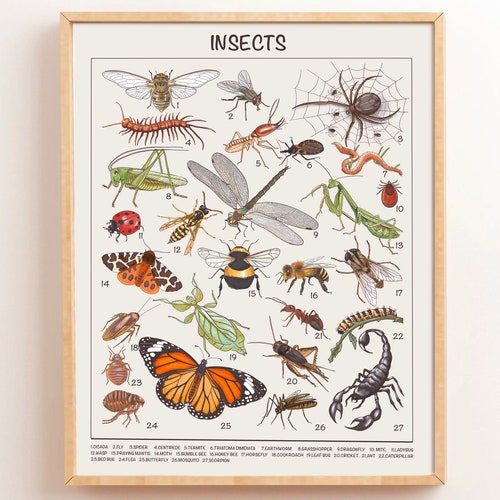 Insects Educational Posters Classroom Posters Montessori Decor - Etsy