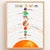 Male Reproductive System Learning Bundle Human Anatomy Busy Bundle ...