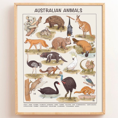 Farm Animals Educational Posters Homeschool Classroom - Etsy