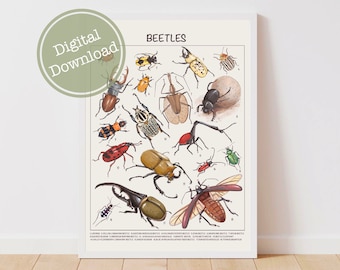 Insects Downloadable Prints Montessori Educational Poster | Etsy
