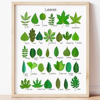 Why Leaves Change Color in Fall Printables - Autumn Leaf Identification ...