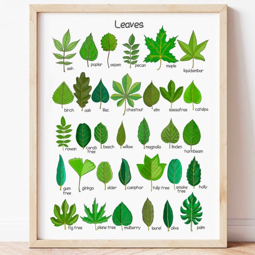 Flowers Poster Homeschool Educational Posters Classroom | Etsy