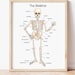 Human Skeleton Poster for Kids Human Bones Downloadable Prints - Etsy
