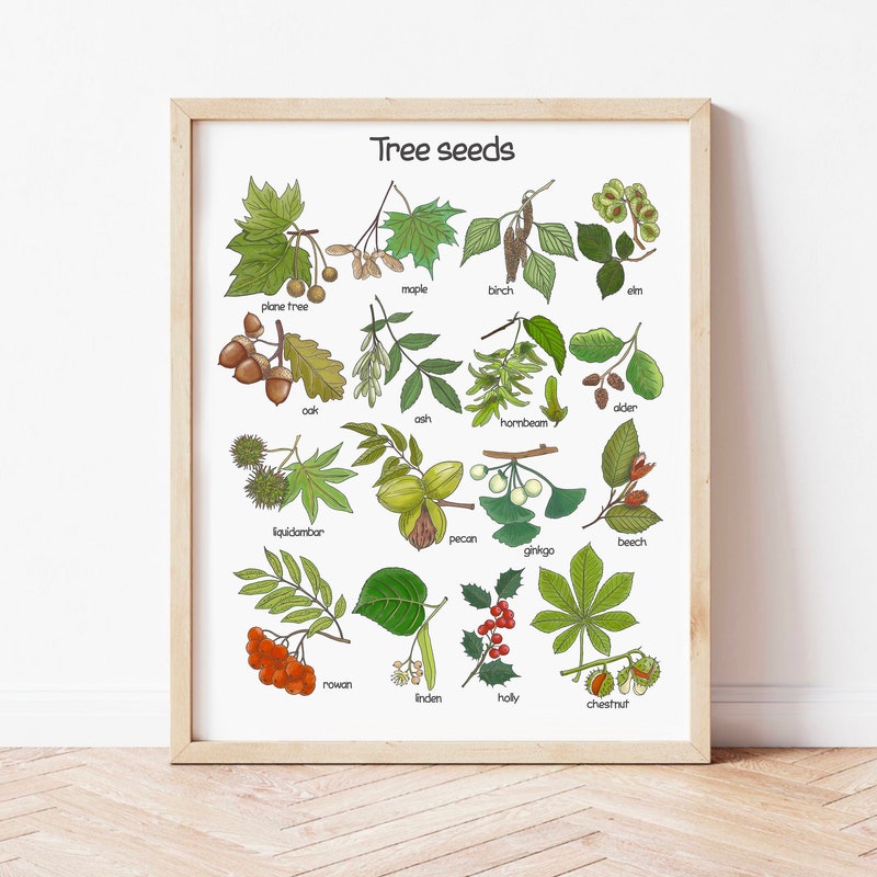 Educational Poster - Etsy