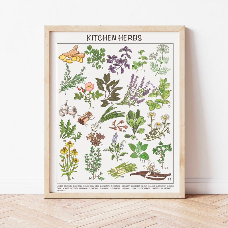 Herb Poster - Etsy