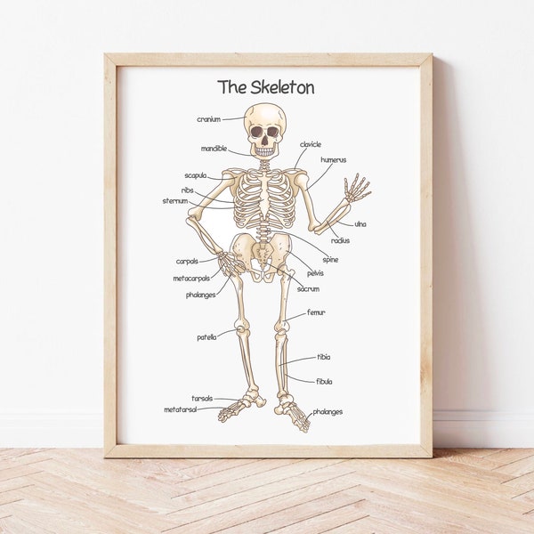 Skeleton Poster - Etsy
