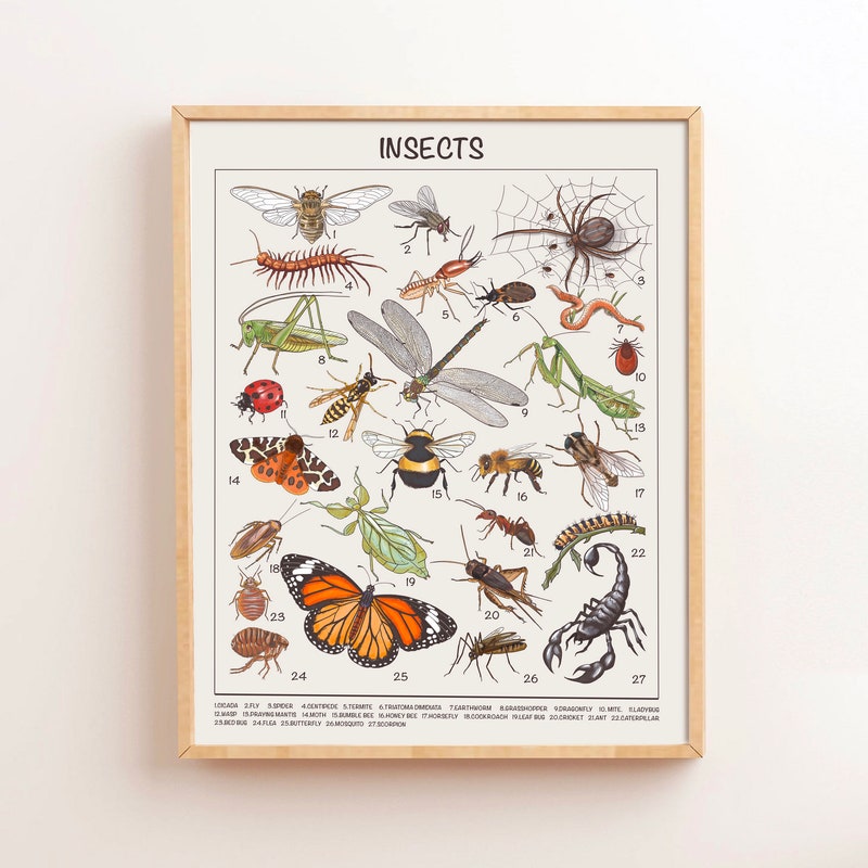 Insect Educational Poster - Etsy