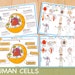 Human Urinary System Learning Bundle Human Body Unit Study Preschool ...