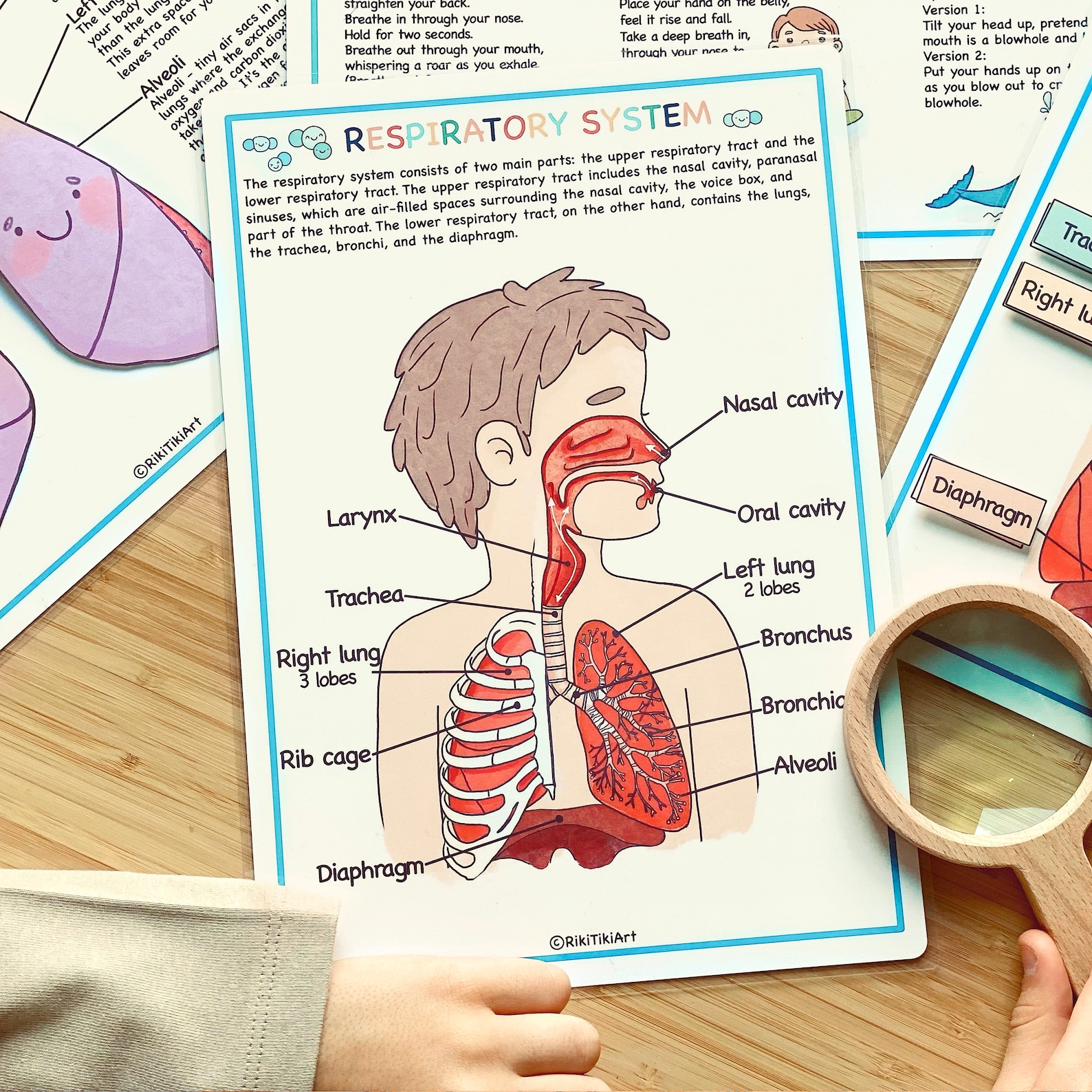Respiratory System Bundle Human Anatomy Preschool Worksheets Toddler ...