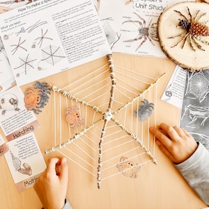 Spider Unit Study Homeschool Fall Activities Spider Life Cycle ...