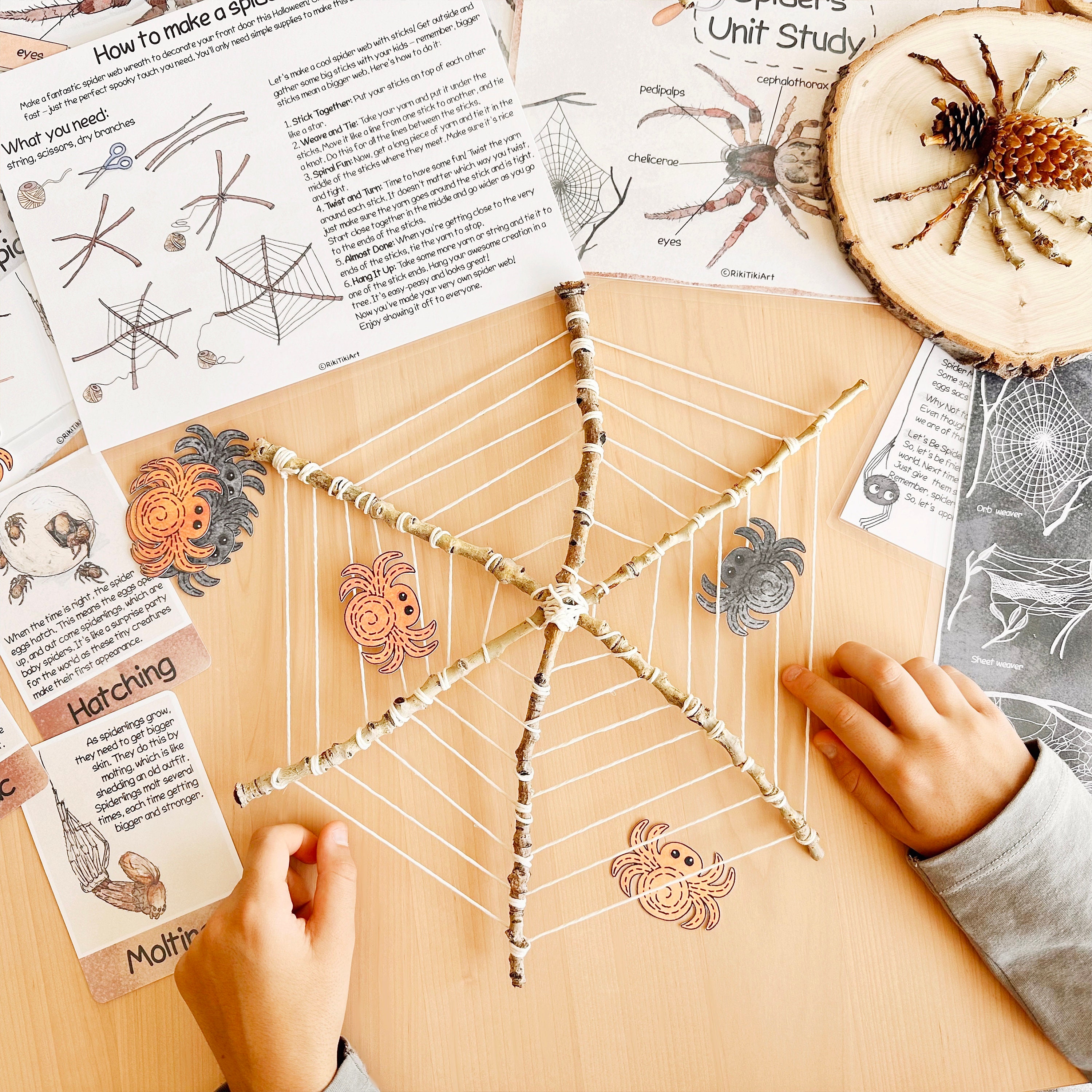 Spider Unit Study Homeschool Fall Activities Spider Life Cycle ...