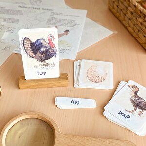 Turkey Unit Study Fall Homeschool Learning Materials Charlotte Mason ...