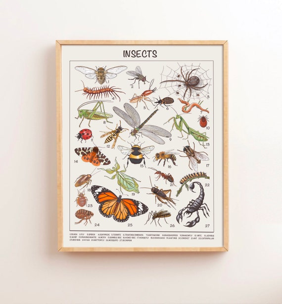 Insects Educational Posters Classroom Posters Montessori Decor | Etsy