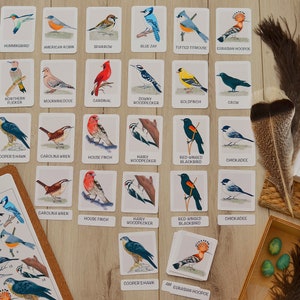 Toddler Flash Cards, Backyard Birds Printable Flashcards, Homeschool ...