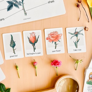 Flowers Unit Study Charlotte Mason Spring Printables Life Cycle of a ...