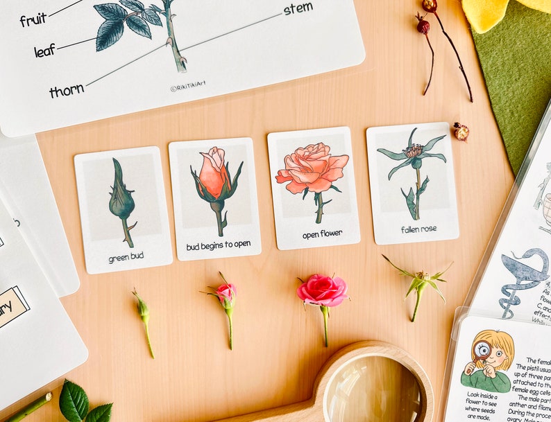 Flowers Unit Study Charlotte Mason Spring Printables Life Cycle of a ...