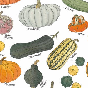 Pumpkins & Squash Poster, Fall Homeschool Printable Educational Wall ...