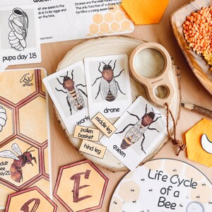 Honey Bee Unit Study Homeschool Summer Activities Bee Life Cycle ...