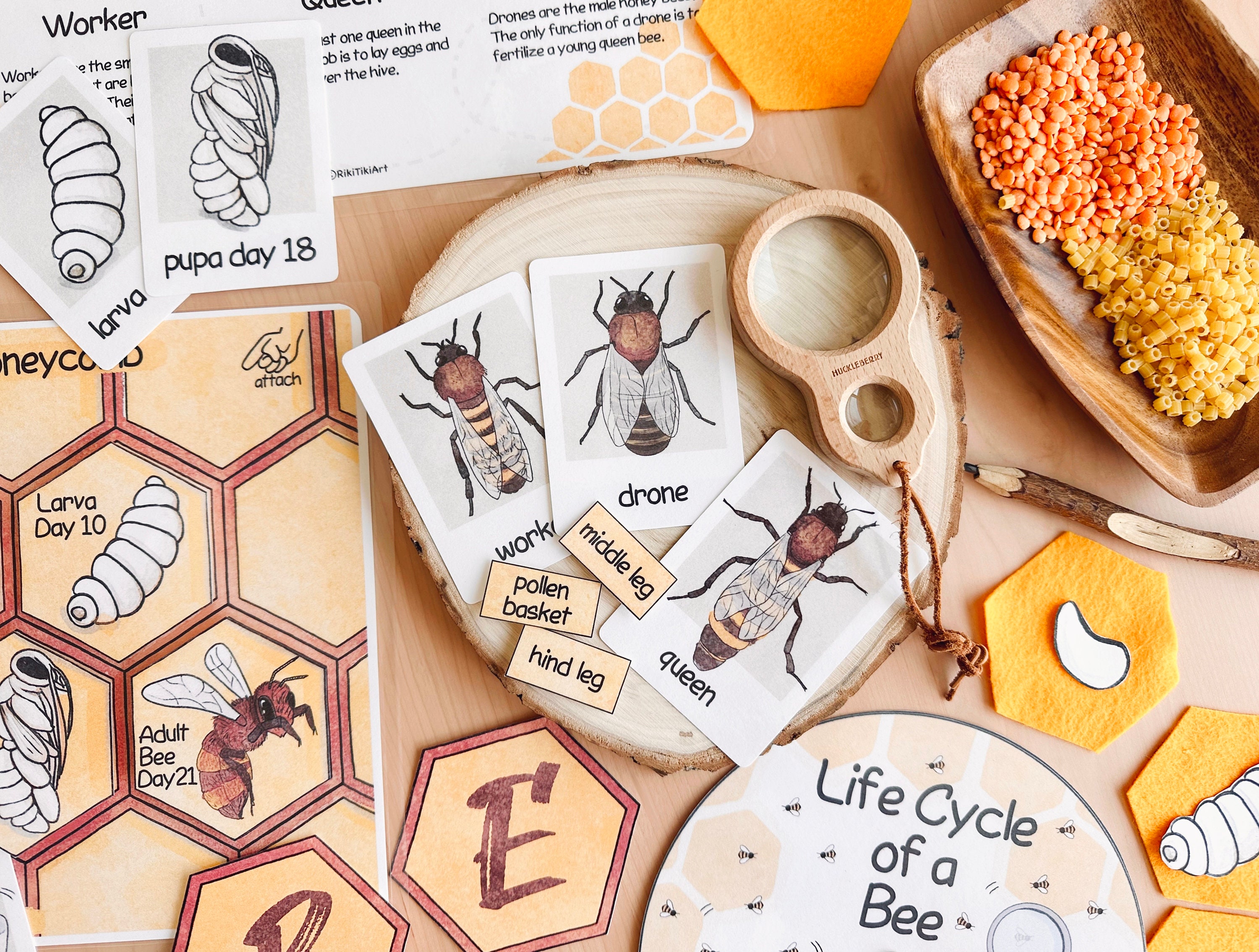 Honey Bee Unit Study Homeschool Summer Activities Bee Life Cycle ...