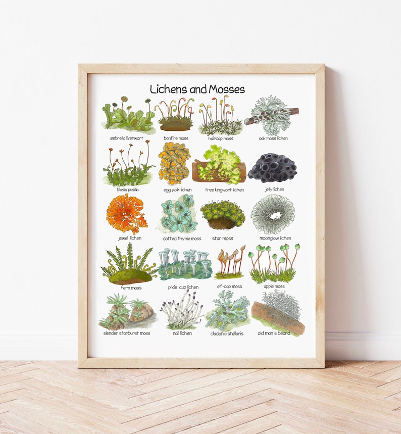 Lichens & Mosses Digital Print Nature Educational Posters Charlotte ...