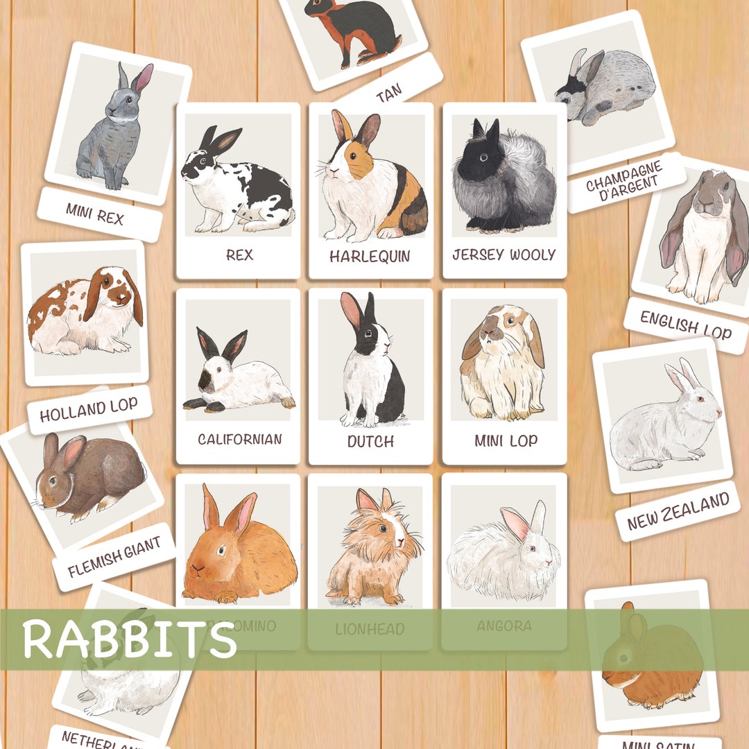 Rabbits Flash Cards Montessori Printable Homeschool Resources Nature ...