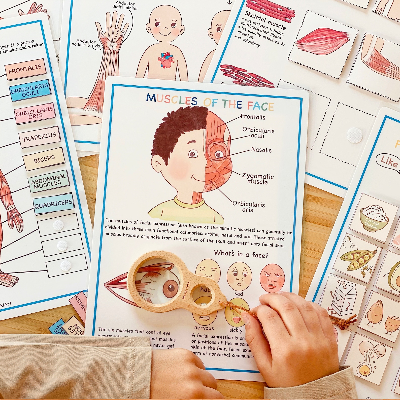 Muscular System Learning Bundle Human Anatomy Activity About - Etsy