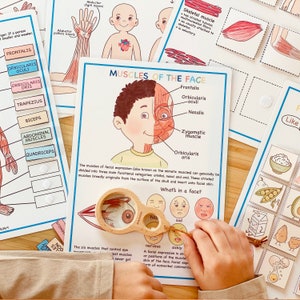 Muscular System Learning Bundle Human Anatomy Activity About Me Toddler ...