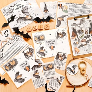 Bats Unit Study Homeschool Fall Activities Bat Anatomy & Life Cycle ...