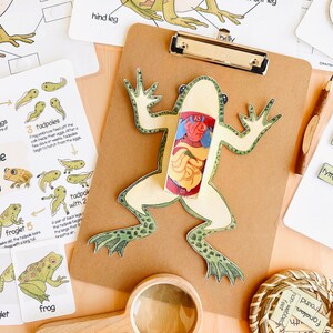 Frog Unit Study Homeschool Summer Activities Frog and Toad Life Cycle ...