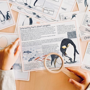 Penguins Unit Study Winter Homeschool Learning Materials Charlotte ...