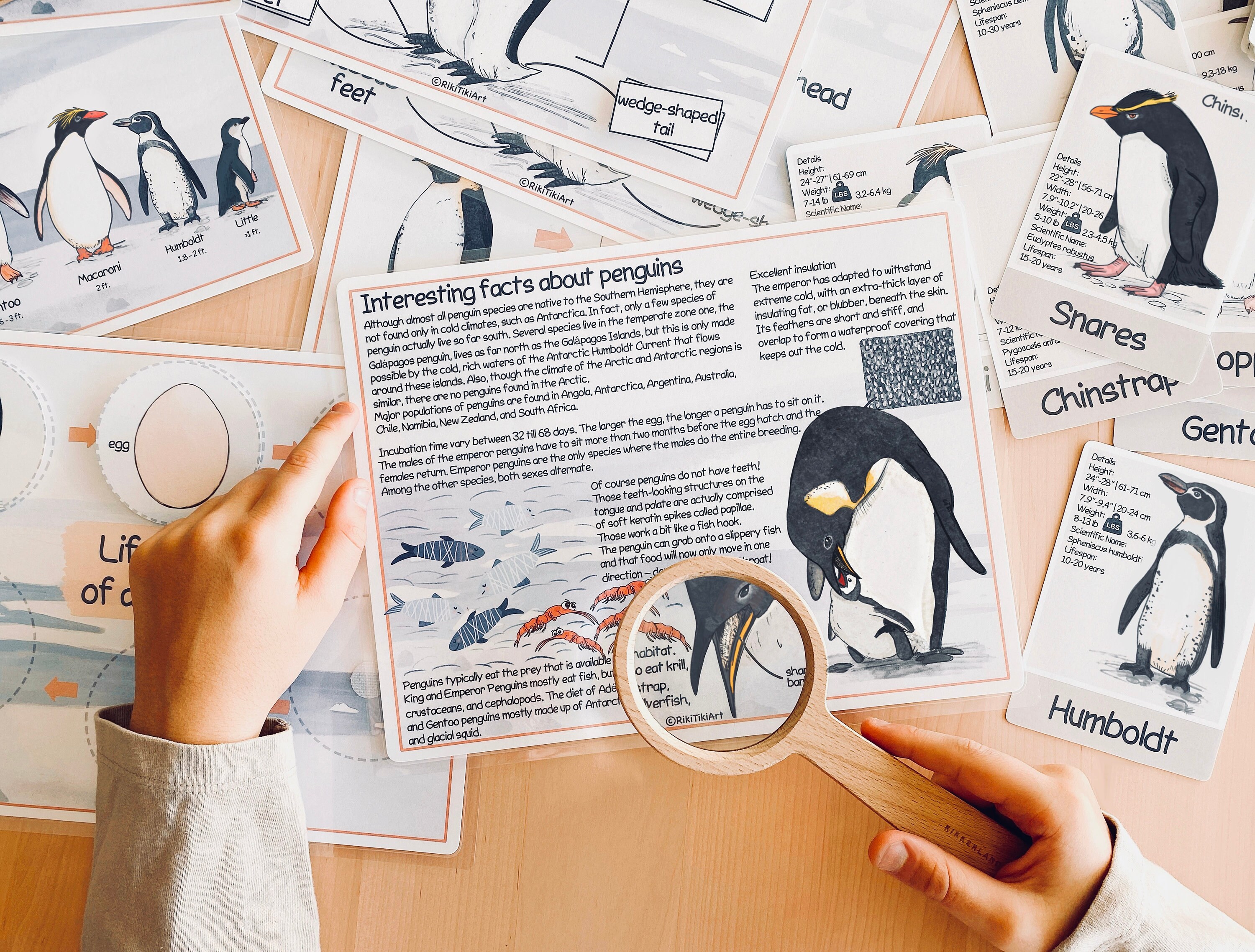 Penguins Unit Study Winter Homeschool Learning Materials Charlotte ...